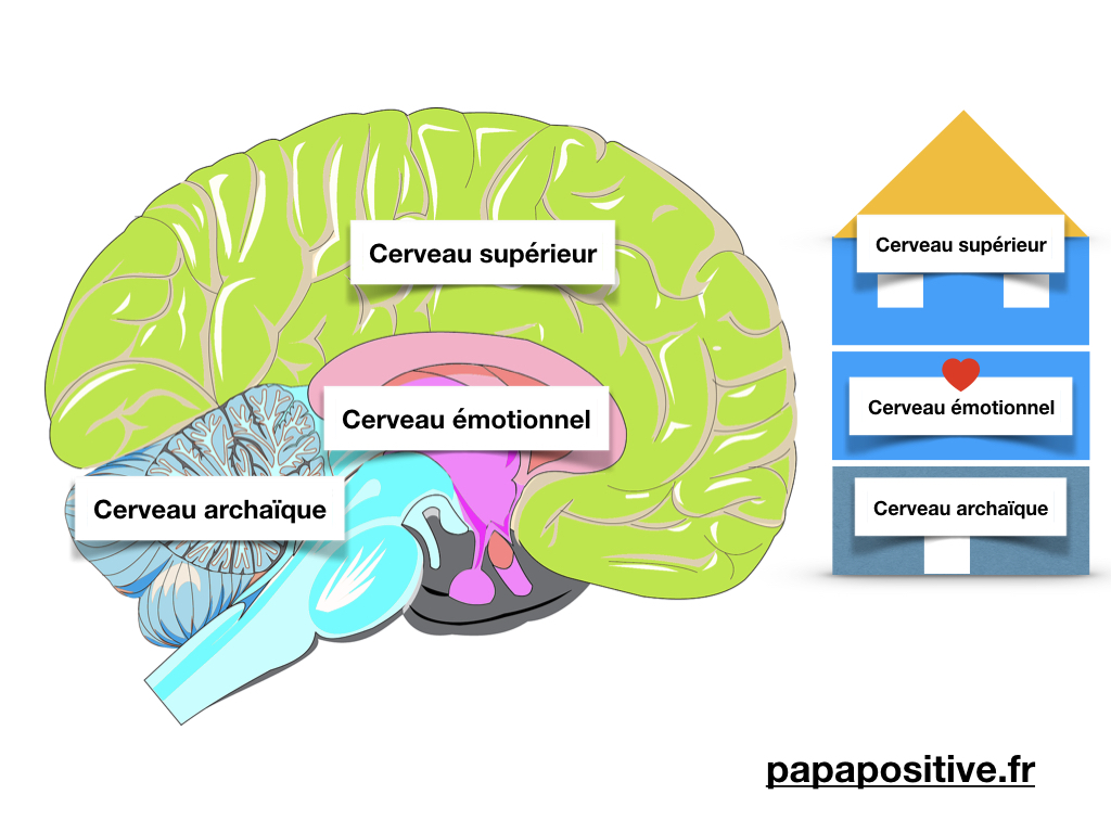 Parties Du Cerveau Pour Les Enfants